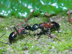 Cientistas descobrem formigas assexuadas na Amazônia - FAPEAM