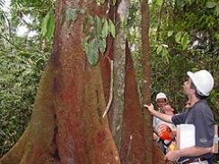 Pesquisa propõe utilização de seis tipos de Madeiras da Amazônia - FAPEAM