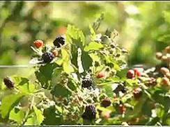 Embrapa desenvolve pesquisas sobre cultivo de amora preta no Brasil ...