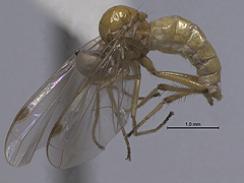 Expedição por rios da Amazônia identifica novas espécies de insetos ...