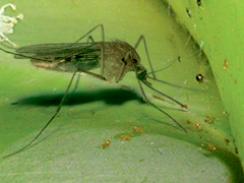 Conhecer o habitat de insetos auxilia na manutenção do meio ambiente ...