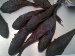 Conhecimentos tradicional e científico explicam aspectos físicos e ...