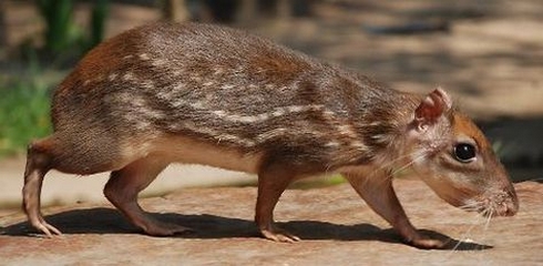 Instituto Mamirauá testa métodos de caça para monitorar pacas na ...