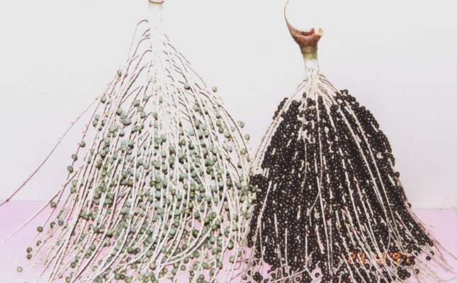 Açaí branco da Amazônia faz sucesso entre consumidores da região - FAPEAM